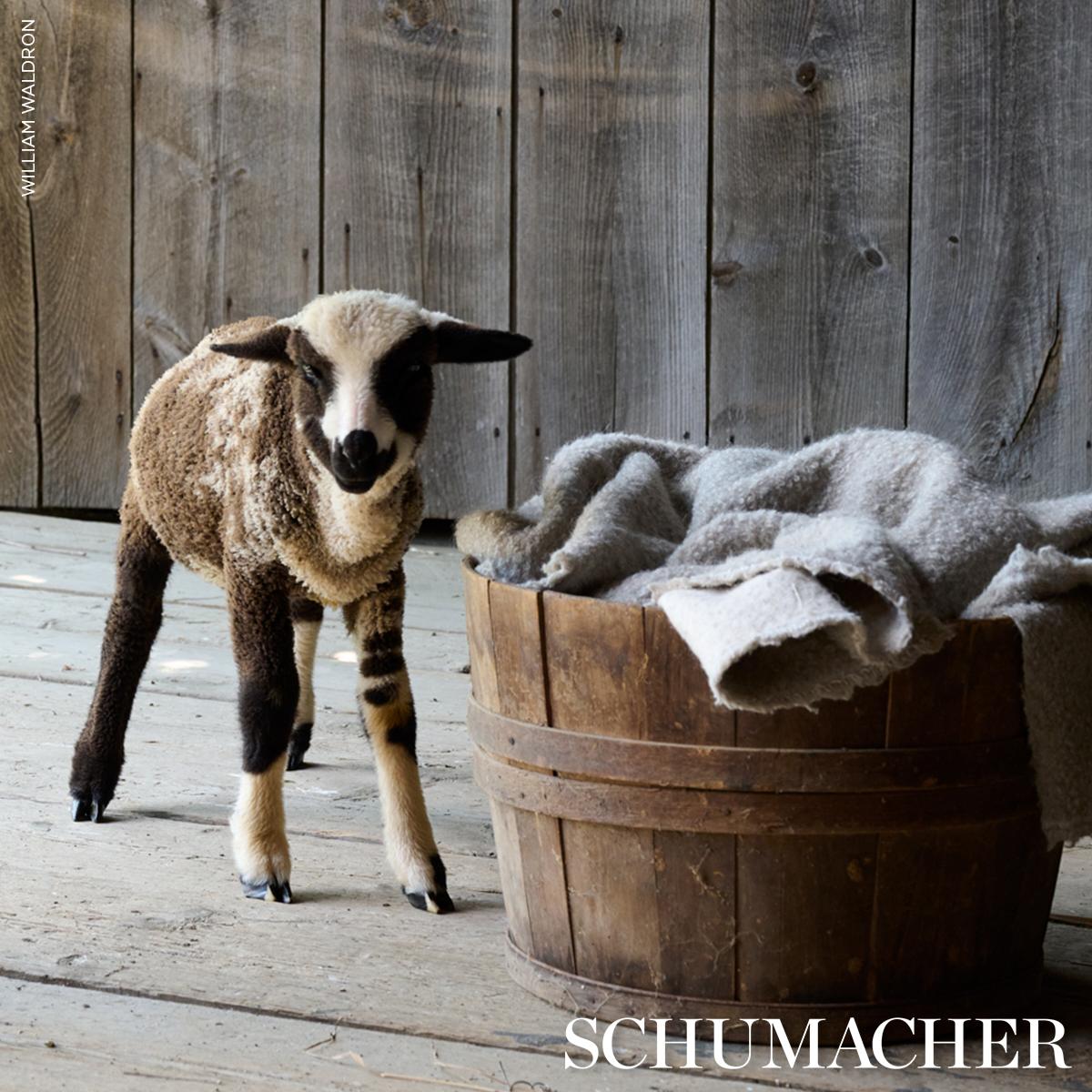 Teddy Wool Bouclé - Fawn Fabrics | Schumacher